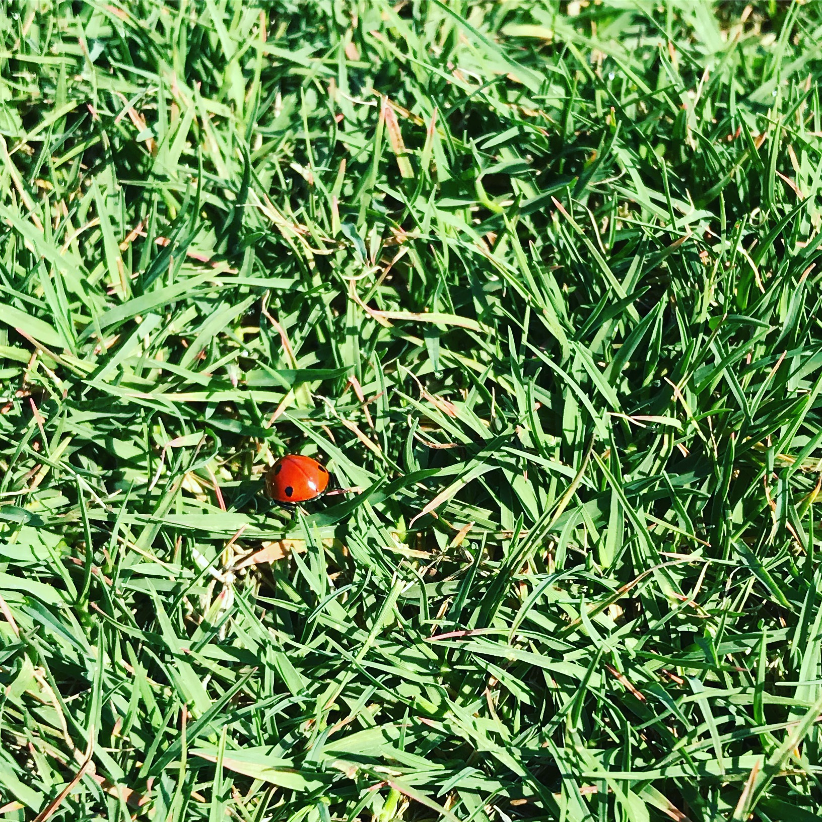 Lucky – Presence and Positivity